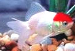 Peixes: Kinguio Oranda Red Cap